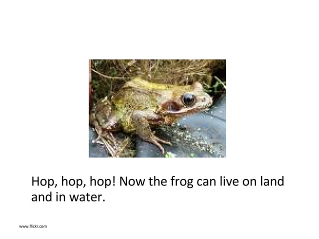 From Tadpole To Frog | PPT