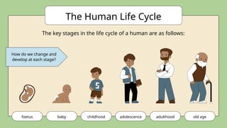 From Birth to Old Age Education Presentation in Simple Outlined Style.pptx