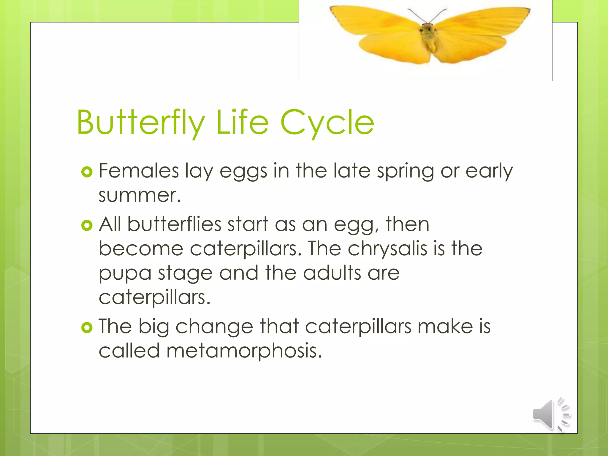 From caterpillar to butterfly notes | PPTX