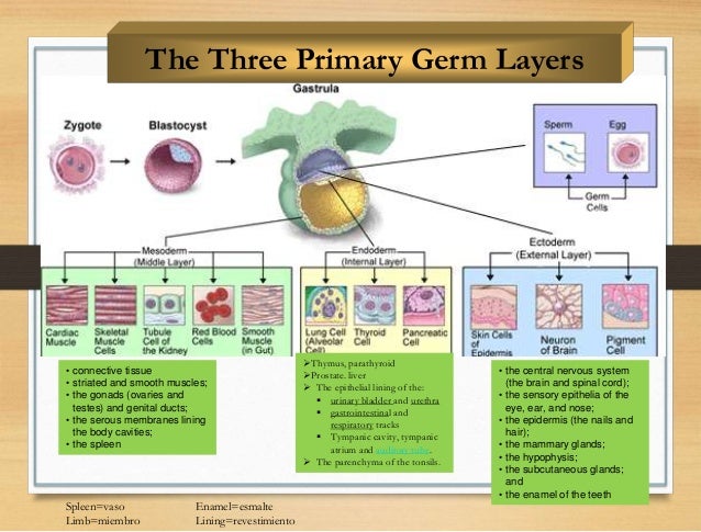 From Cells To Human Body