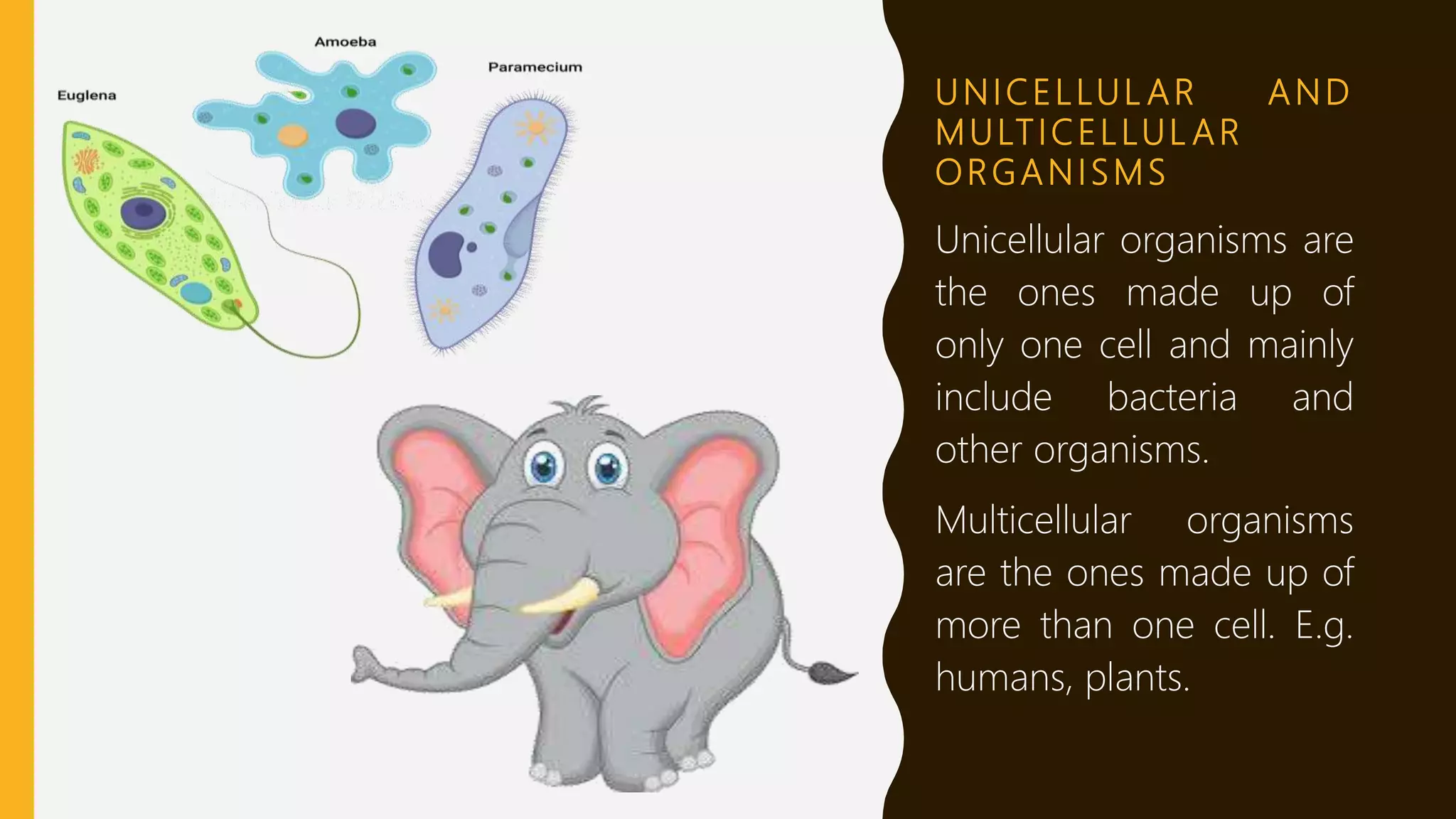 From Cells to Organisms | PPTX