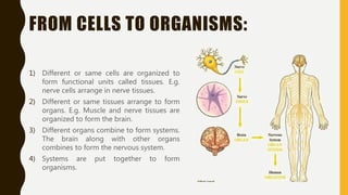 From Cells to Organisms | PPTX