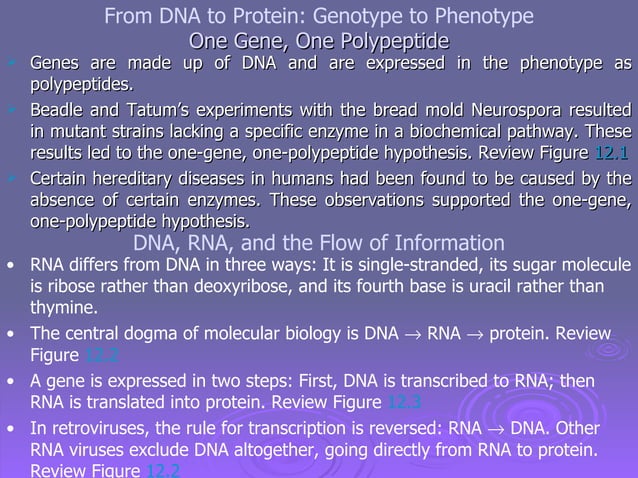 From dna to protein genotype to phenotype | PPT | Biological Sciences ...