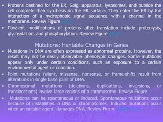 From dna to protein genotype to phenotype | PPT