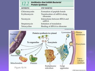 From dna to protein genotype to phenotype | PPT