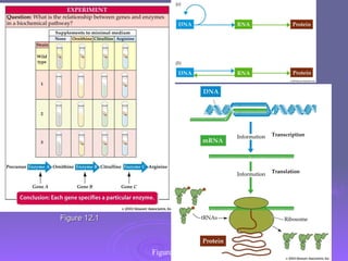 From dna to protein genotype to phenotype | PPT