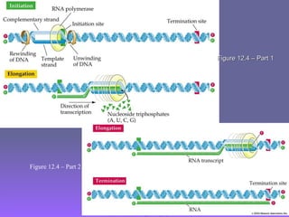 From dna to protein genotype to phenotype | PPT