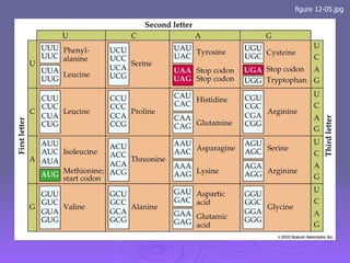 From dna to protein genotype to phenotype | PPT