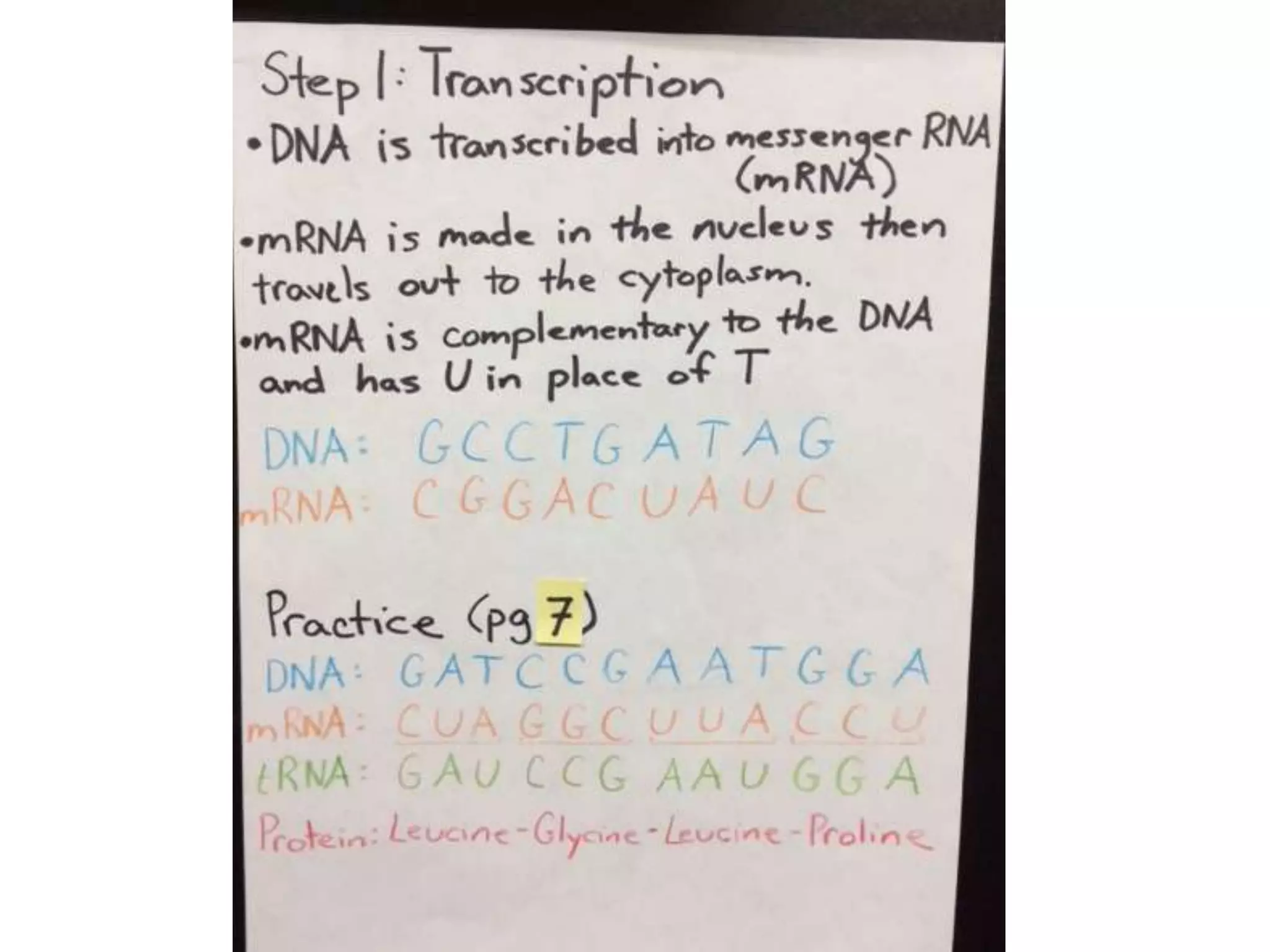 From dna to protein notes | PPT