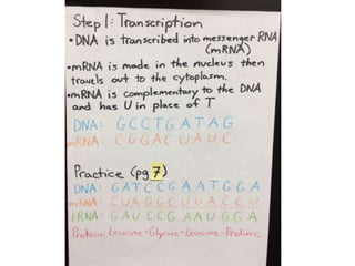 From dna to protein notes | PPTX