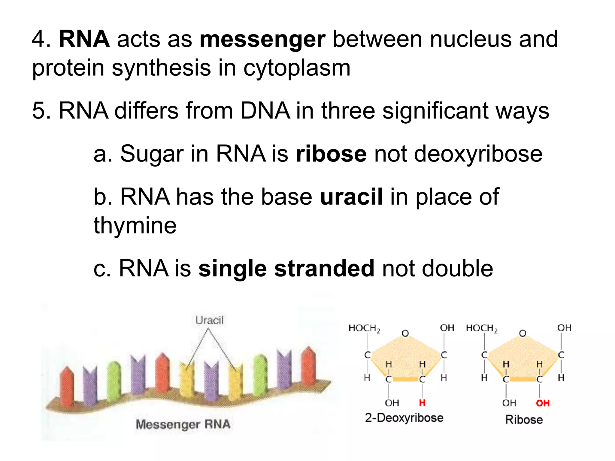 DNA TO PROTEIN | PPT