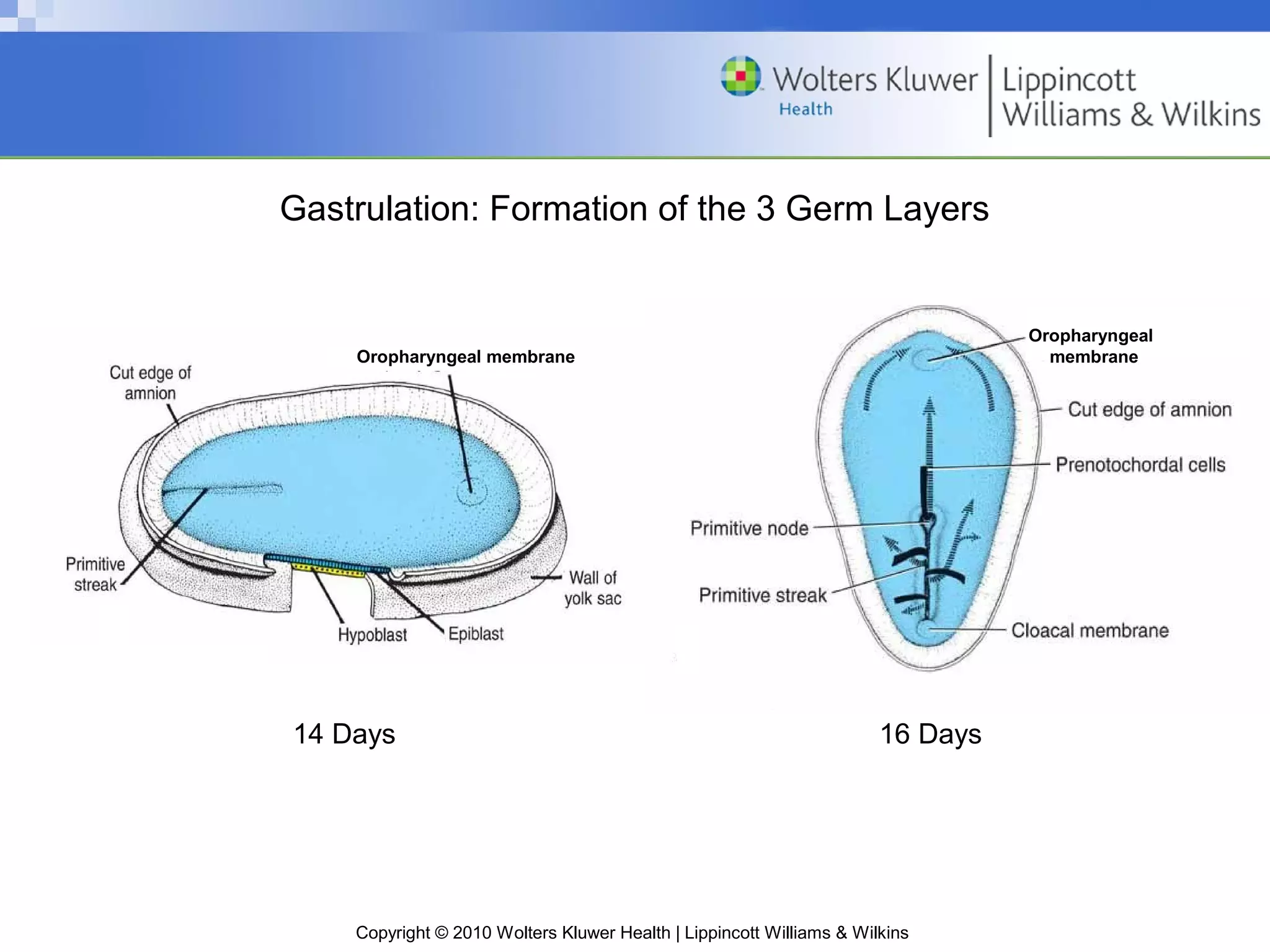 From fertilization to gastrulation | PPT
