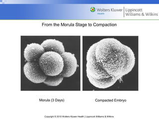 From fertilization to gastrulation | PPT