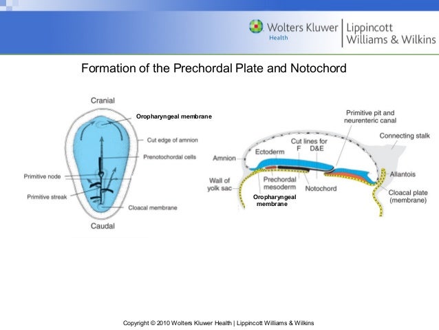 Prechordal Plate