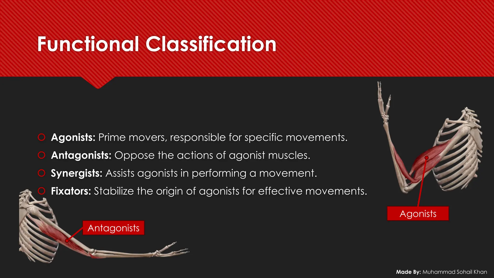 From Fibers To Force | muscles and components | PPT