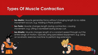 From Fibers To Force | muscles and components | PPT