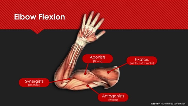 From Fibers To Force | muscles and components | PPT
