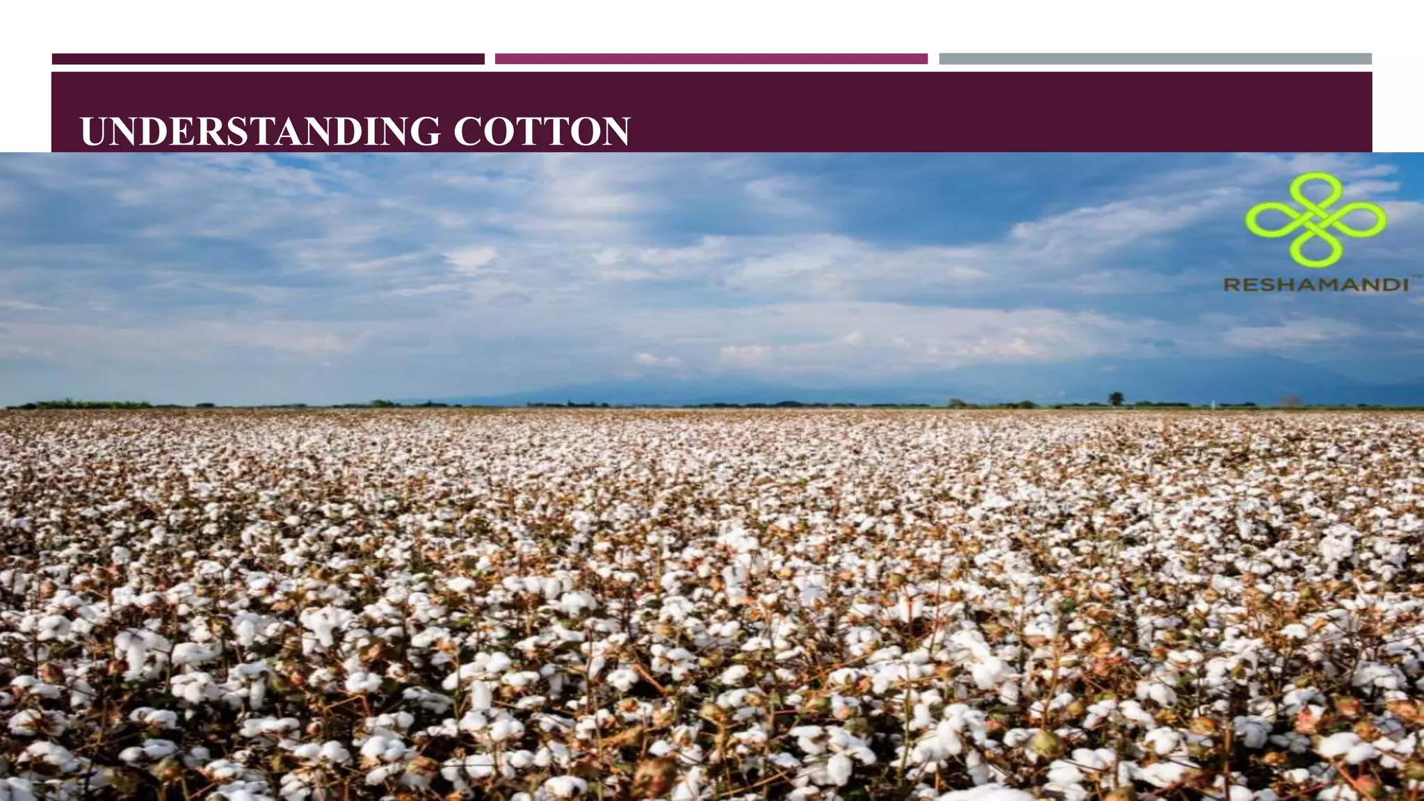 From Fibre To Fabric The Fascinating Journey Of Cotton From Fibre To ...