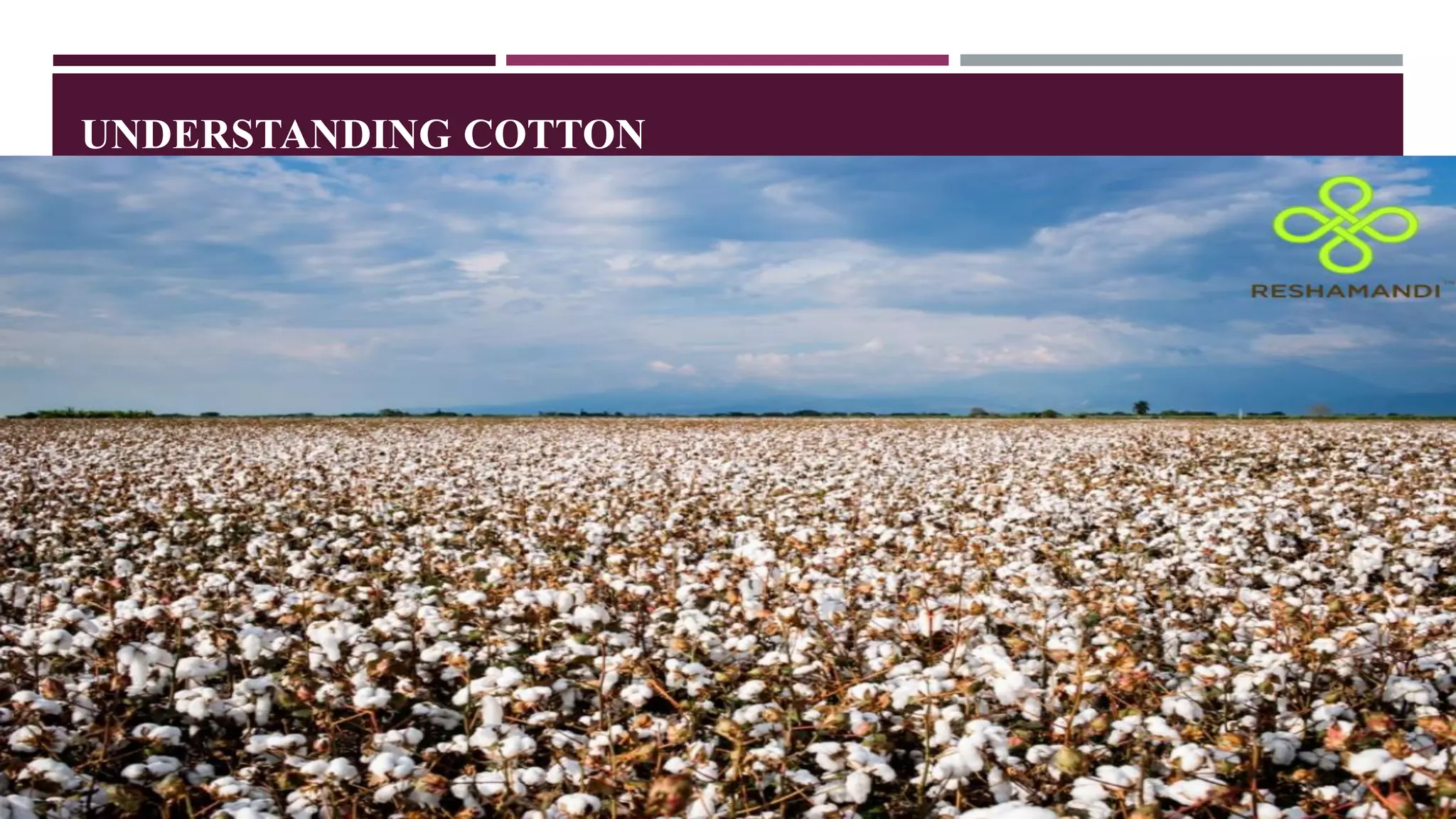 From Fibre To Fabric The Fascinating Journey Of Cotton From Fibre To ...