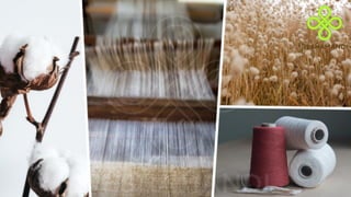 From Fibre To Fabric The Fascinating Journey Of Cotton From Fibre To ...