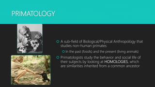 From First Primates to First Bipeds | PPT