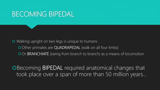 From First Primates to First Bipeds | PPT