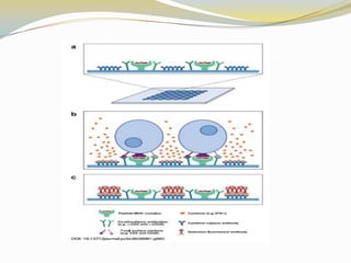 From functional genomics to functional immunomics | PPTX | Biological ...