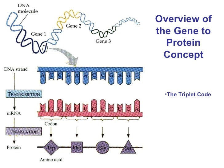 From Gene To Protein (www.bioguruindia.com)