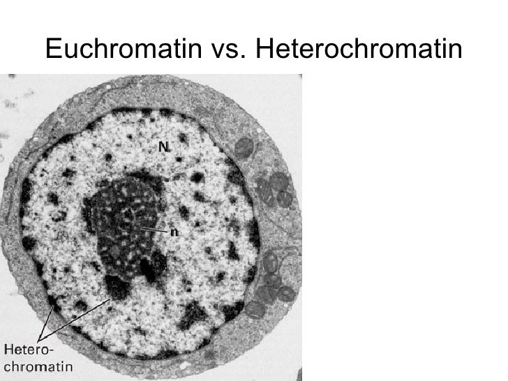 From Gene To Protein (www.bioguruindia.com)