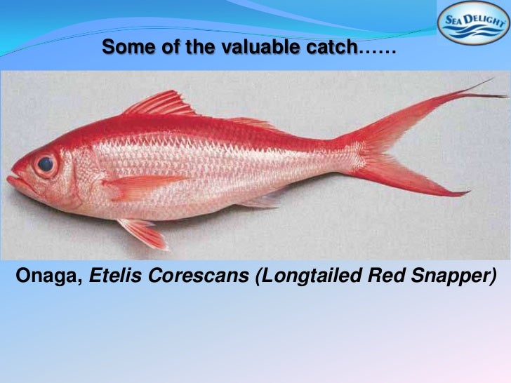 From IUU forward: Better Fishing Practice for Mixed Bottomfish Fishery