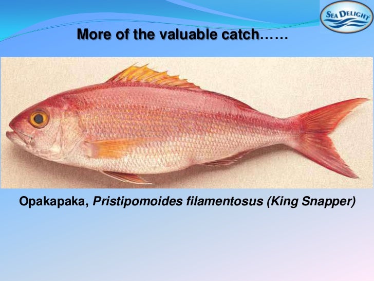 From IUU forward: Better Fishing Practice for Mixed Bottomfish Fishery