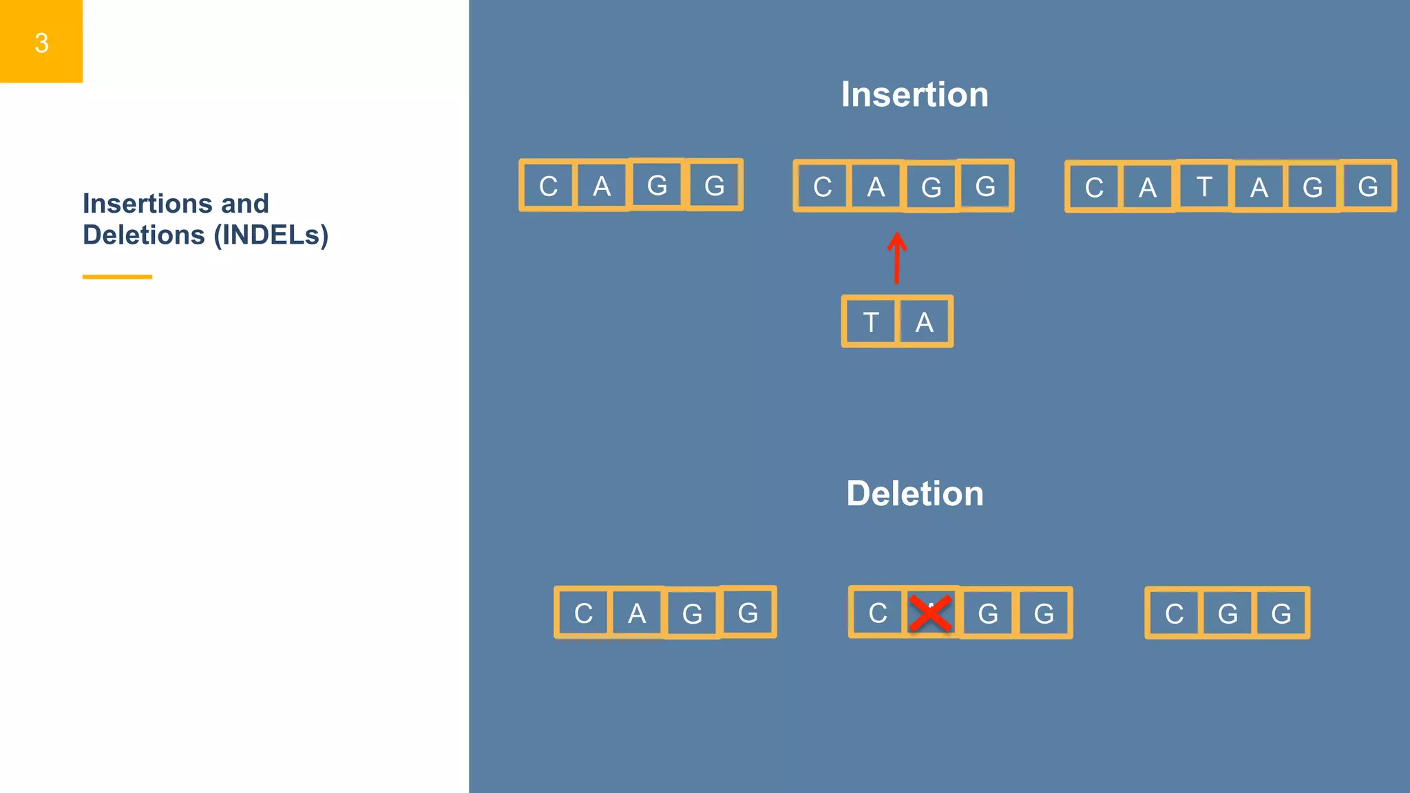 From NGS data to indels | PDF