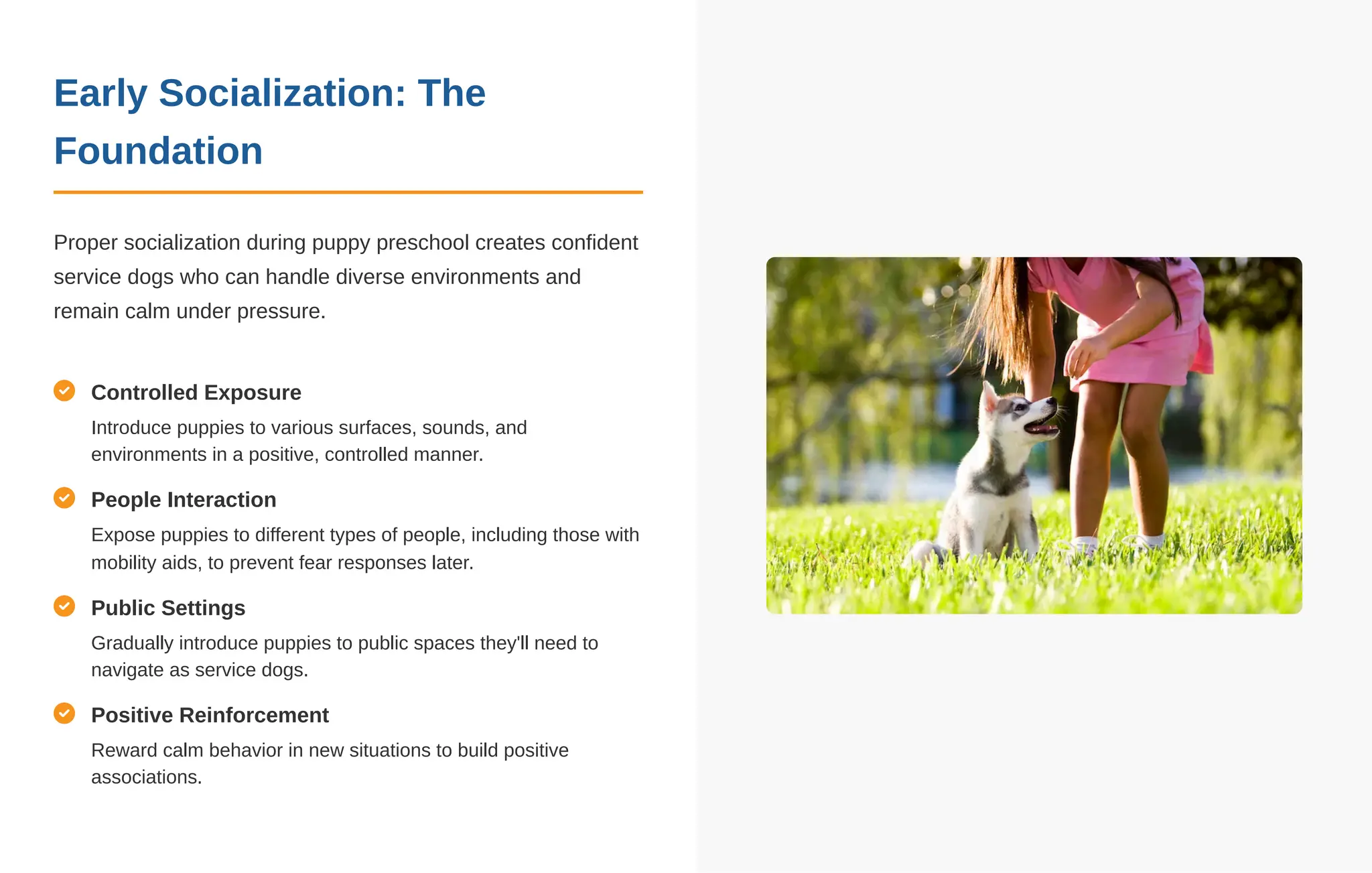 From Puppy Preschool to Service Dog Building the Foundation. | PDF