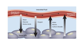Nutrient Absorption From the blood to cells.pptx