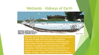 From wetland to waste land pptx | PPT