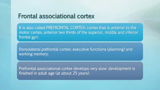 Frontal associational cortex | PPT