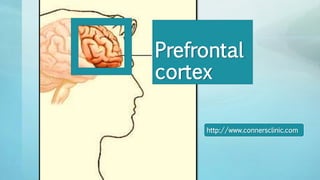 Frontal associational cortex | PPT