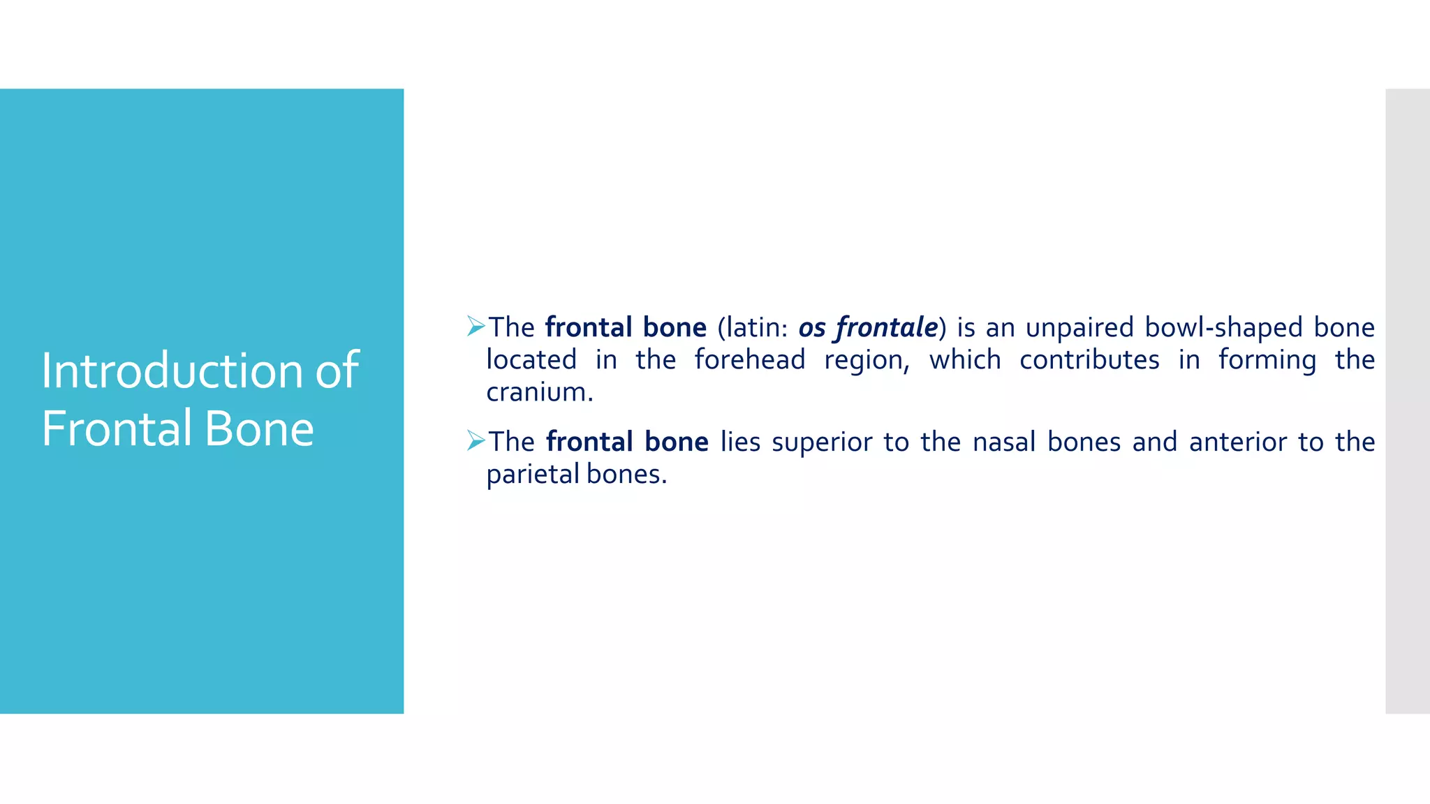 Skeletal System:- Neurocranium - Frontal bone | PPT