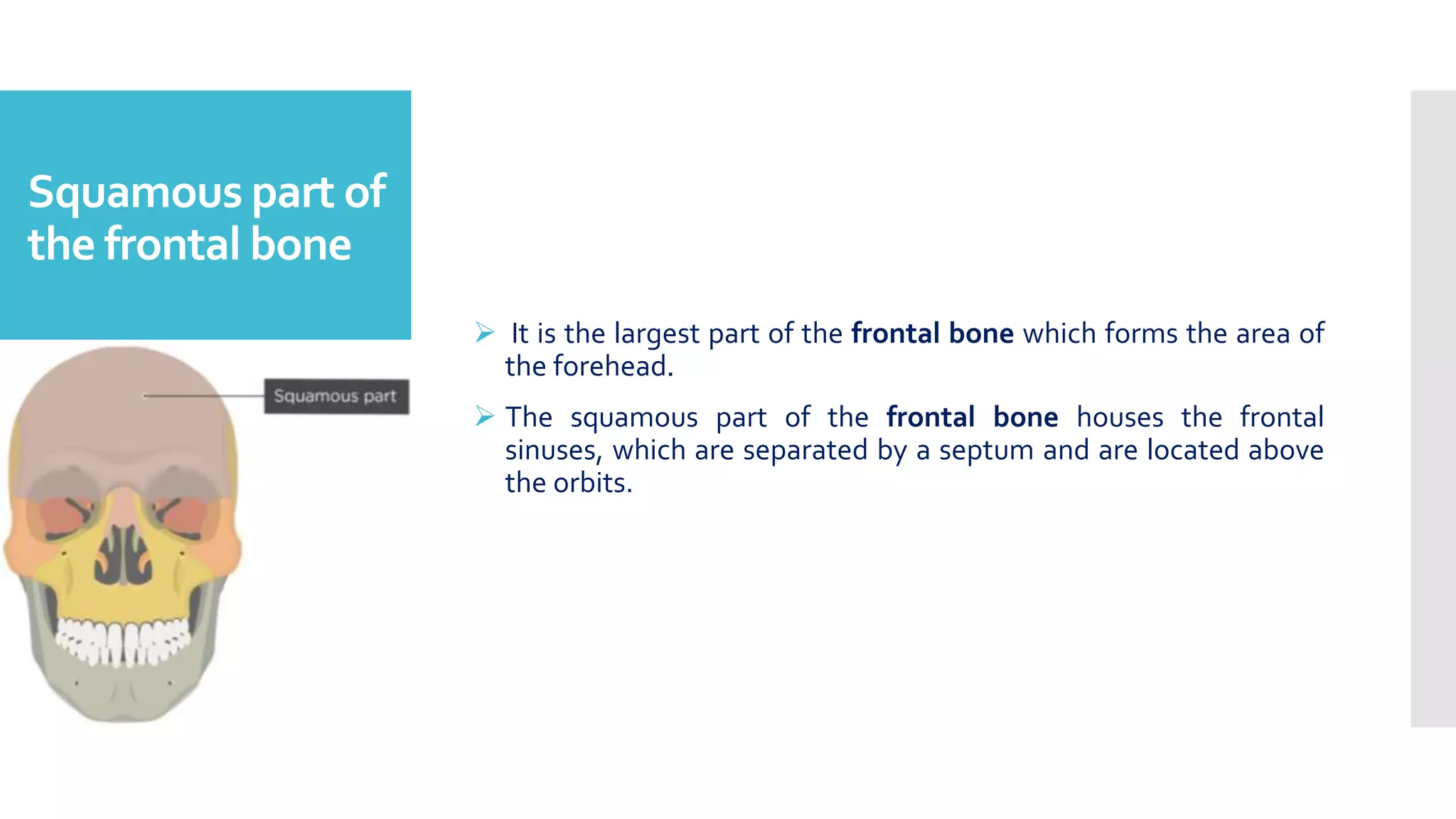 Skeletal System:- Neurocranium - Frontal bone | PPT