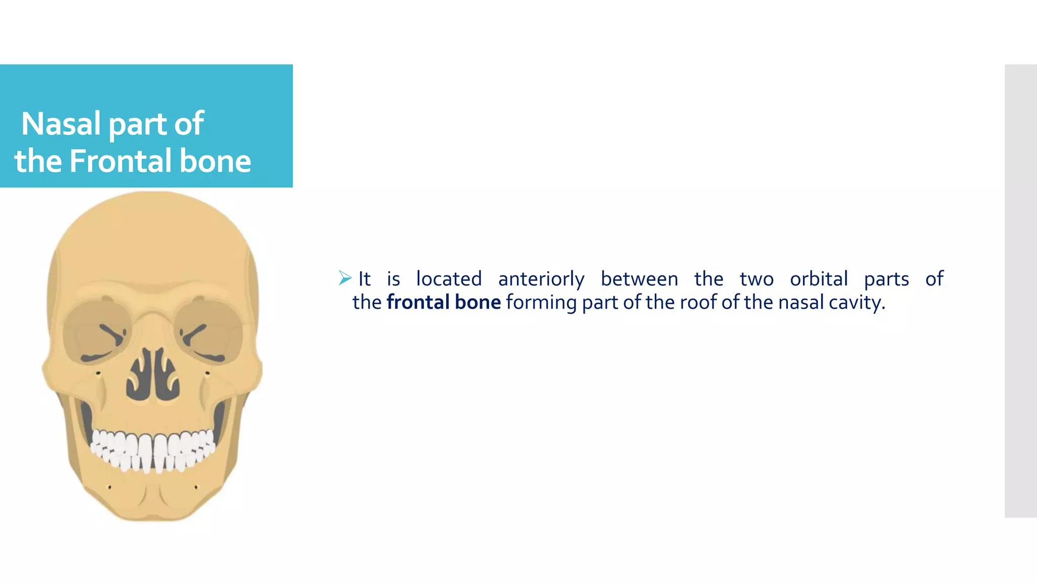 Skeletal System:- Neurocranium - Frontal bone | PPT