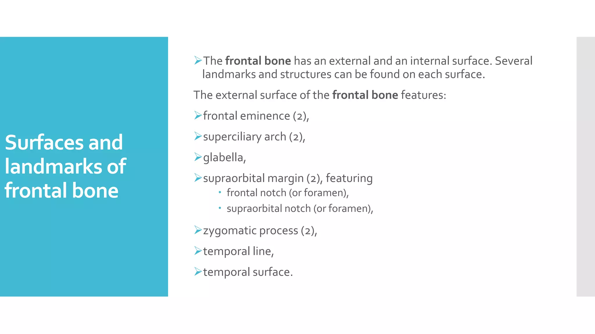 Skeletal System:- Neurocranium - Frontal bone | PPT