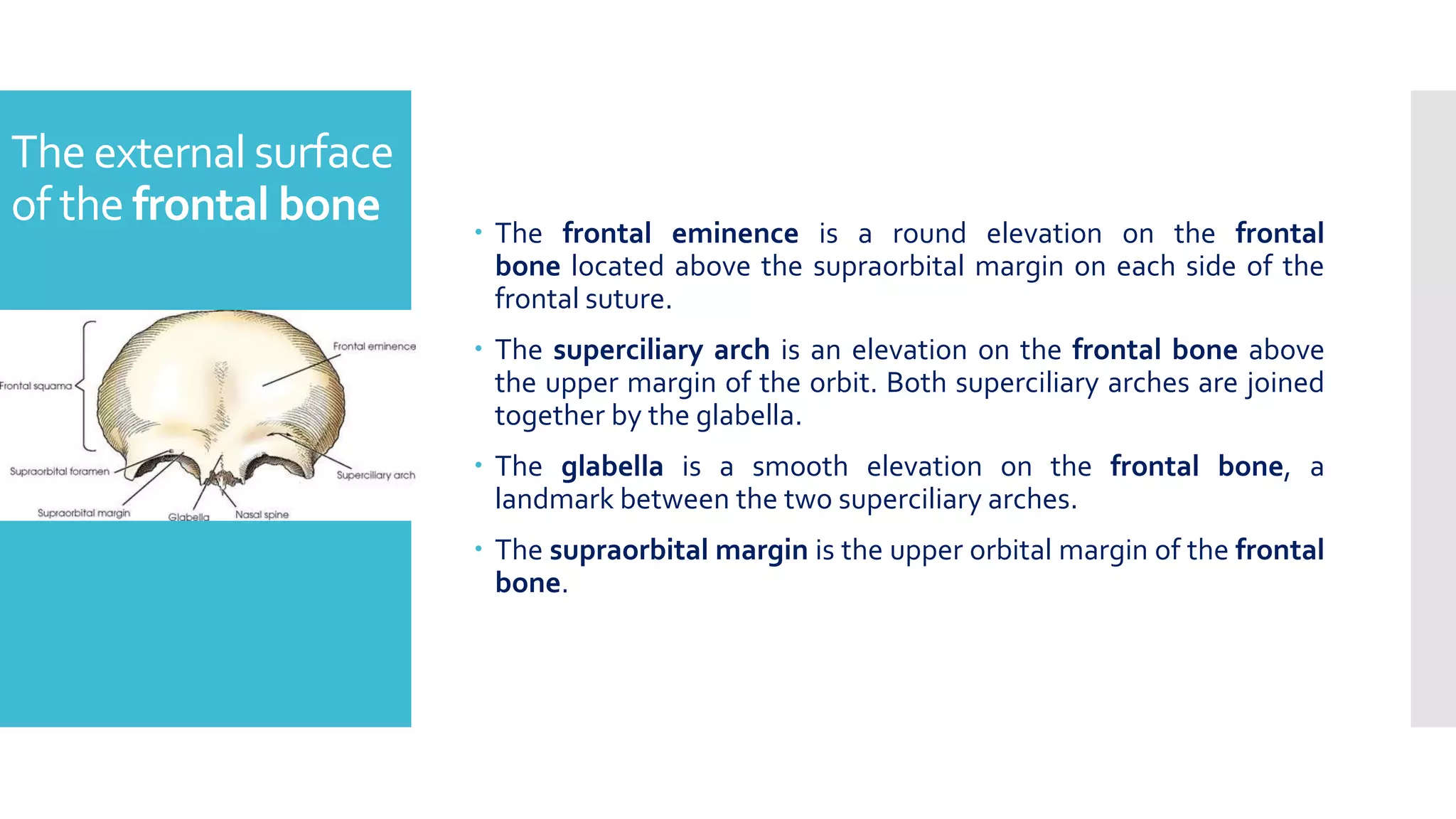 Skeletal System:- Neurocranium - Frontal bone | PPT