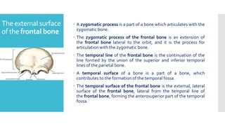 Skeletal System:- Neurocranium - Frontal bone | PPT