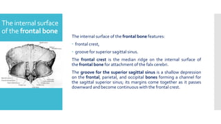 Skeletal System:- Neurocranium - Frontal bone | PPT