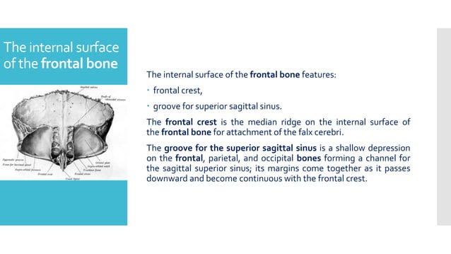 Skeletal System:- Neurocranium - Frontal bone | PPT