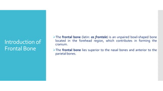 Skeletal System:- Neurocranium - Frontal bone | PPT