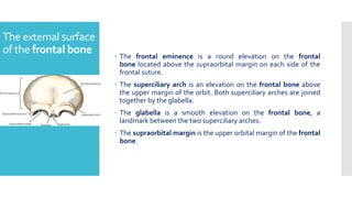 Skeletal System:- Neurocranium - Frontal bone | PPT