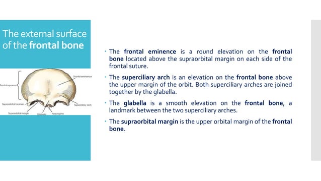 Skeletal System:- Neurocranium - Frontal bone | PPT