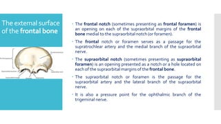 Skeletal System:- Neurocranium - Frontal bone | PPT