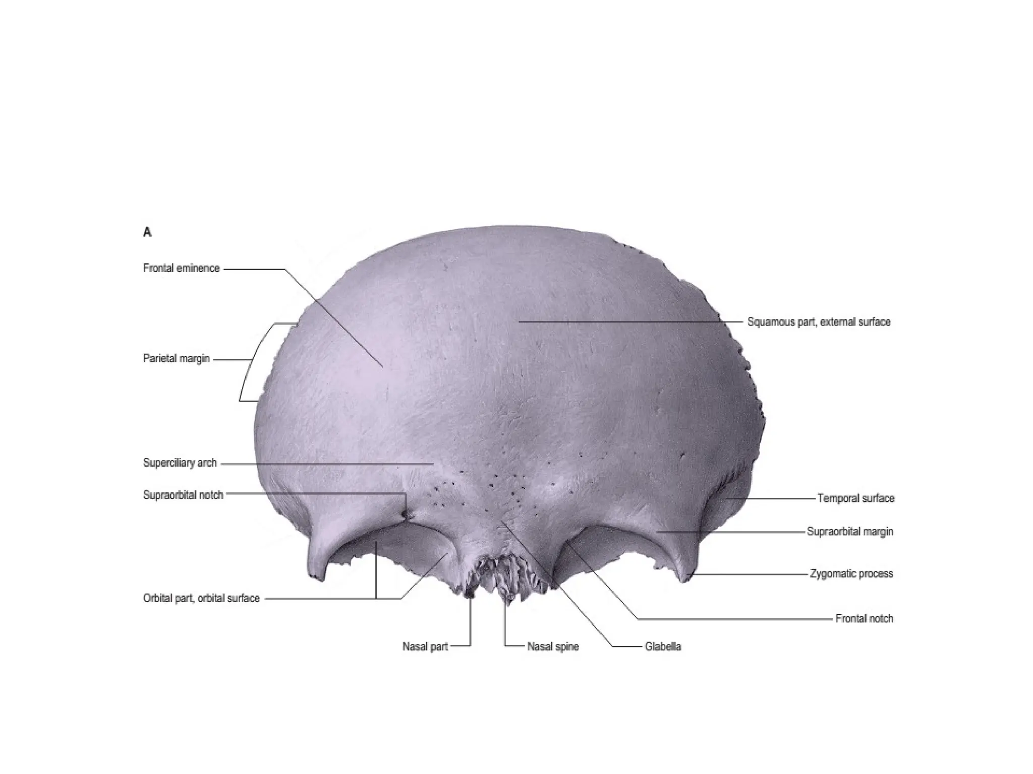 frontal bone gross anatomy for mbbs.pptx